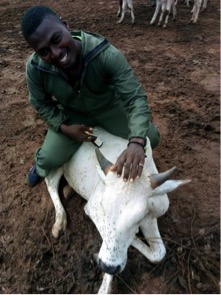 Be part of the CowTribe – The Africa Institute Blog